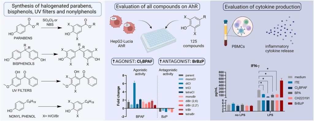 Novel insights into how halogenation of phenolic compounds affects ...